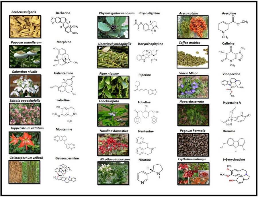 Plant Alkaloid Metabolomics Analysis Service | Plant Antibody ...