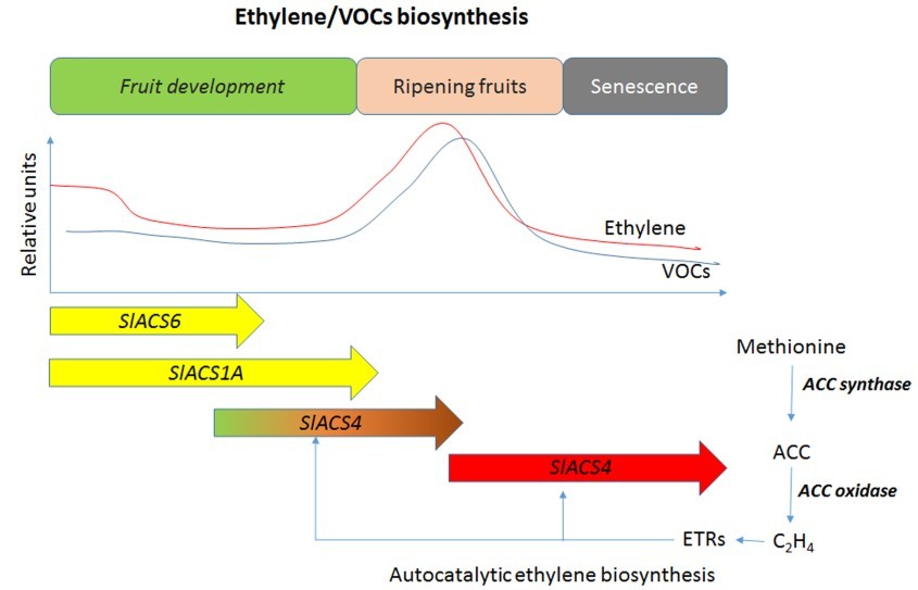 Plant Ethylene Detection Service | Plant Antibody – Creative Diagnostics
